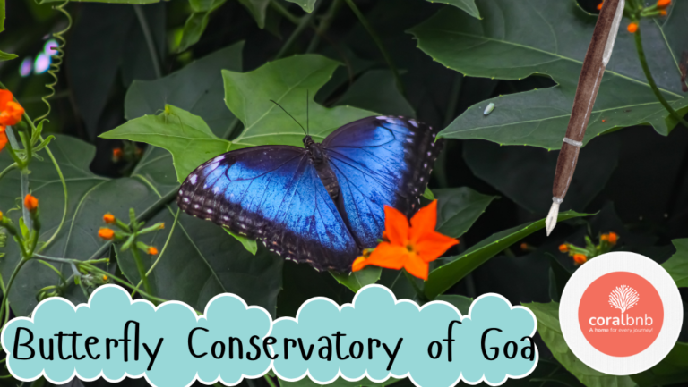 Top 10 Places To Visit In Goa With Family - Coral BnB
